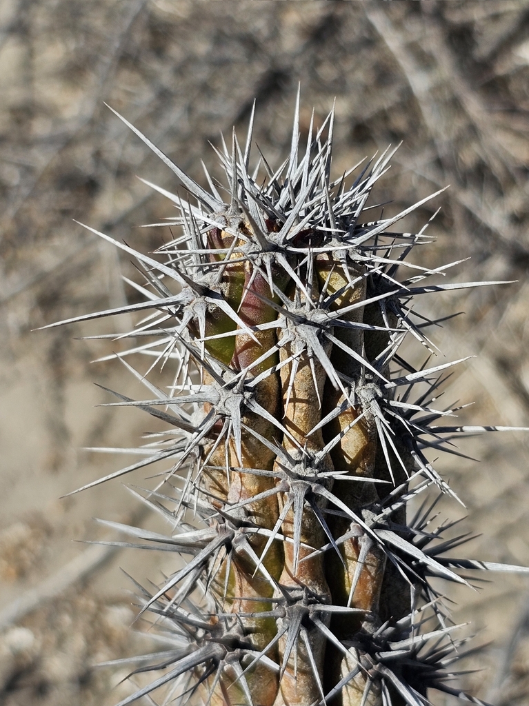 Galloping Cactus from 23895 B.C.S., México on February 22, 2025 at 09: ...