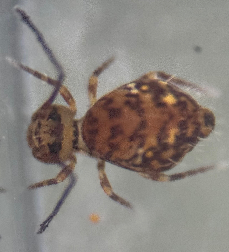 Ptenothrix marmorata from Mitchell Bridge Rd, Athens, GA, US on ...