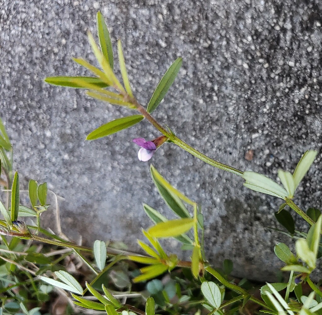 spring vetch from Gwinnett, Georgia, United States on February 24, 2025 ...