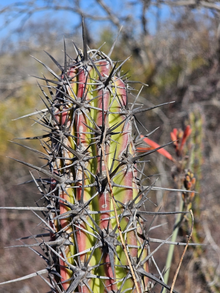 Galloping Cactus from 23895 B.C.S., México on February 22, 2025 at 09: ...