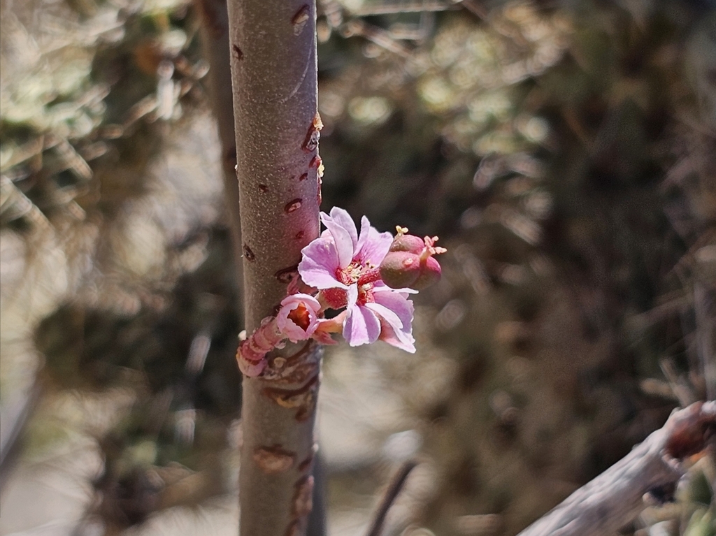 Baja Spurge from 23895 B.C.S., México on February 22, 2025 at 10:03 AM ...