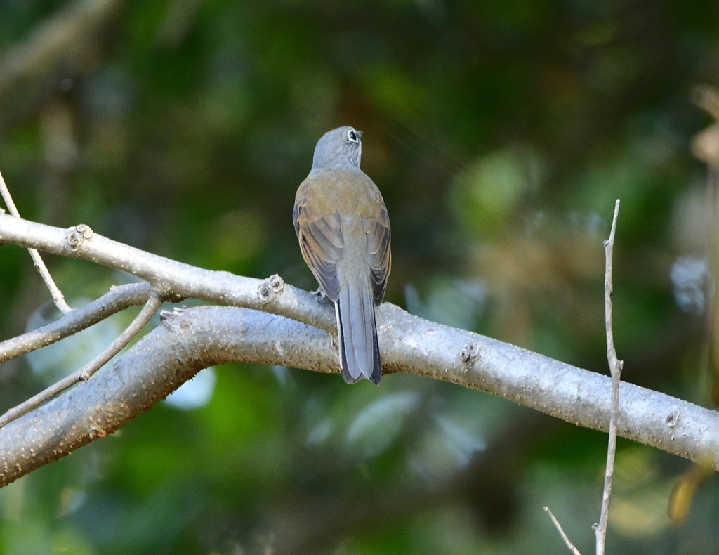 Brown-backed Solitaire from Carretera Comala San Antonio - Colima ...