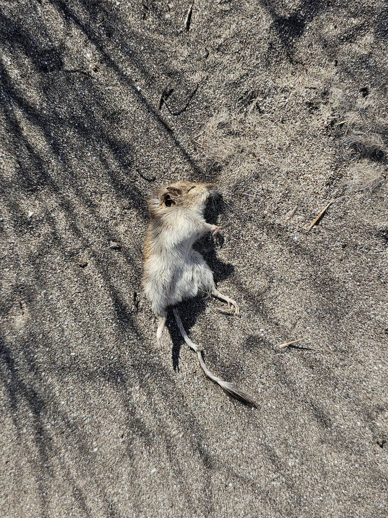 Desert Pocket Mouse from 23895 B.C.S., México on February 22, 2025 at ...