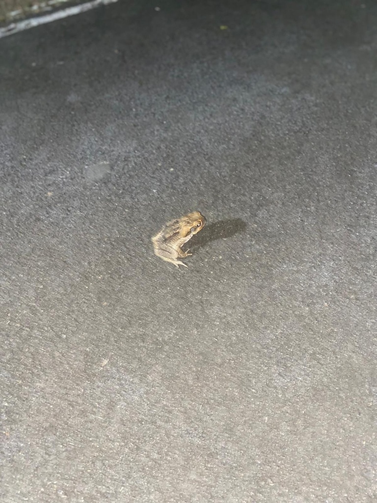 Cane Toad from Puerto Rico, Cayey, PR, US on February 24, 2025 at 07:17 ...