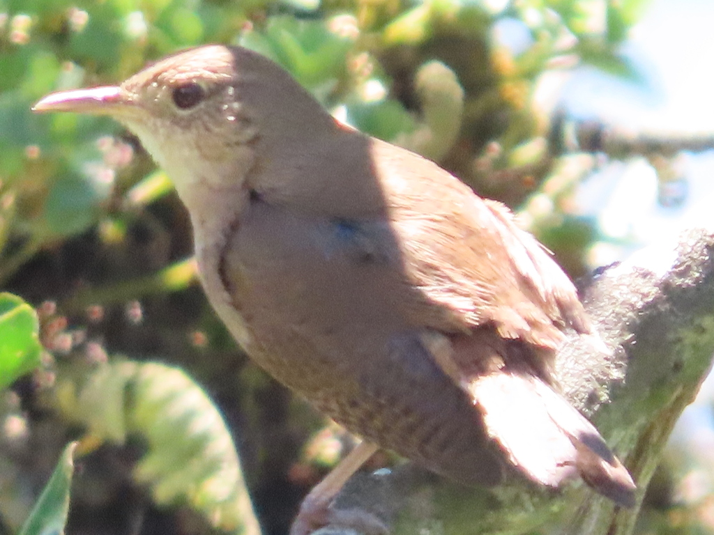 Southern House Wren from Jaramillo, Panamá on February 23, 2025 at 12: ...