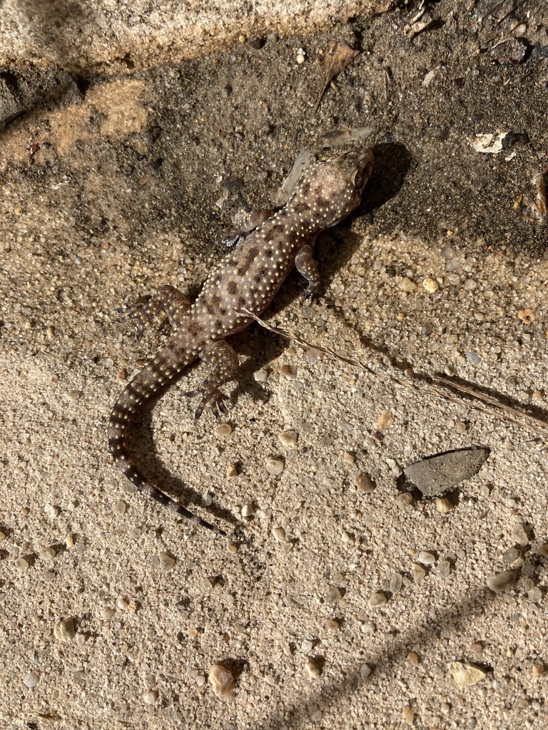 Mediterranean House Gecko from Louisiana State University, Baton Rouge ...