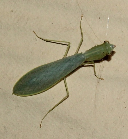 Snake Mantis from Smiths Lake NSW 2428, Australia on February 24, 2025 ...