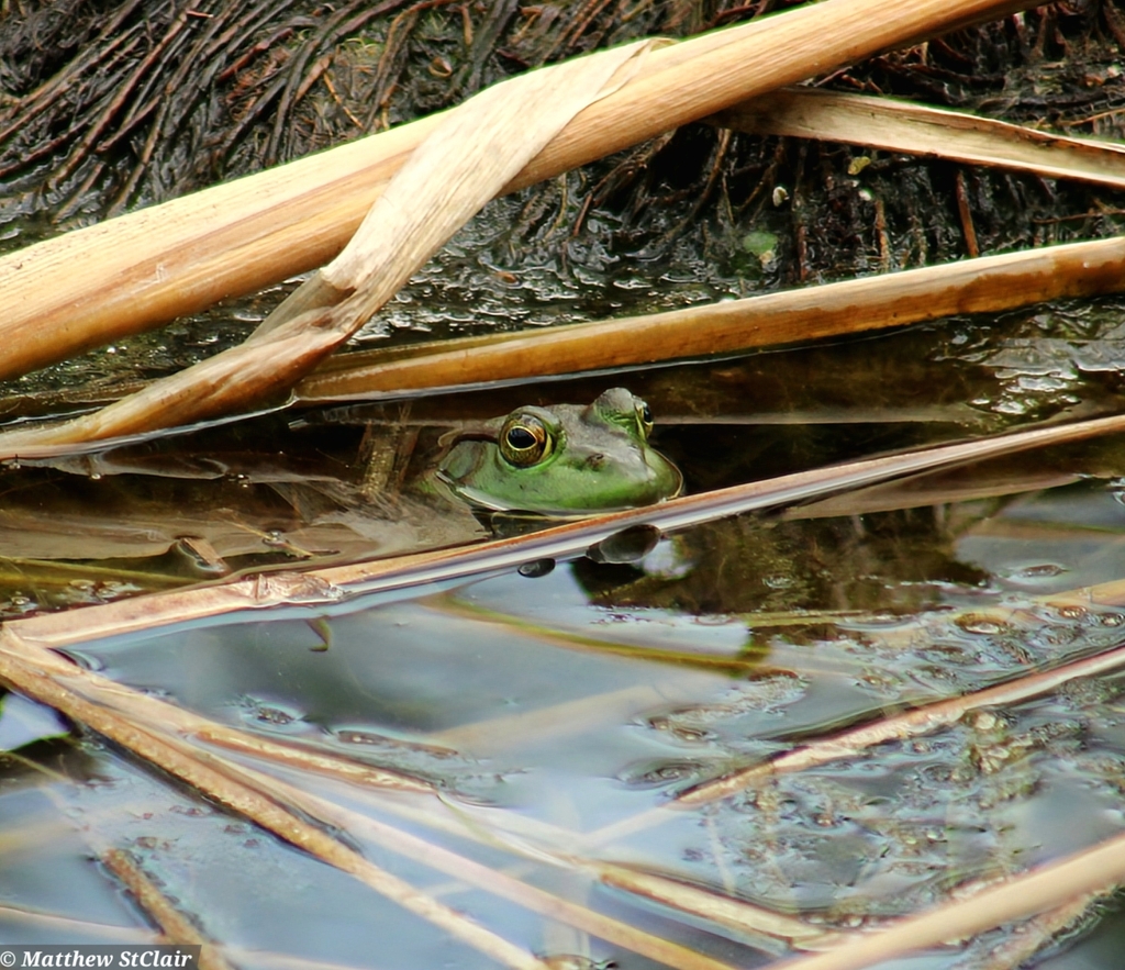 American Bullfrog from Indiana County on August 18, 2023 at 03:55 PM by ...