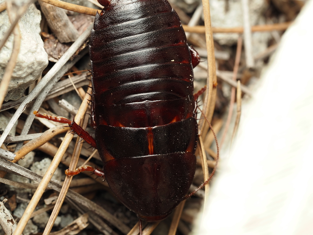 Florida Woods Cockroach from Big Pine Key, FL 33043, USA on February 22 ...