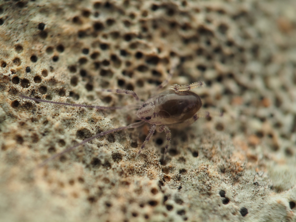 Opilioacaridae from Big Pine Key, FL 33043, USA on February 22, 2025 at ...