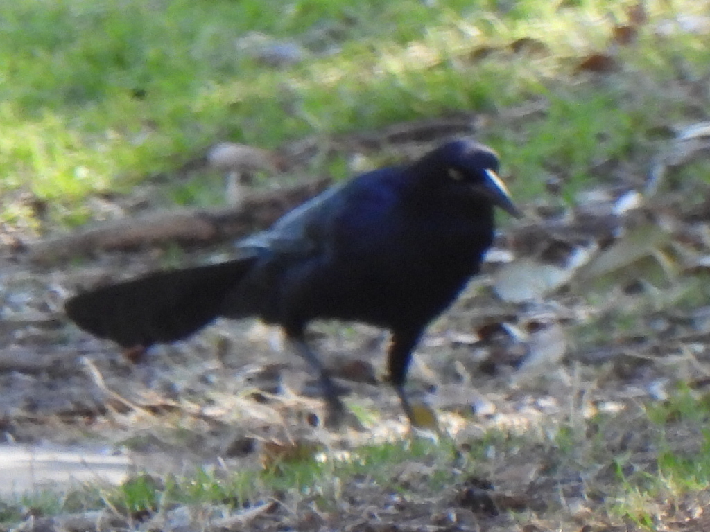 Great-tailed Grackle from Oak Lawn, Dallas, TX, USA on February 24 ...
