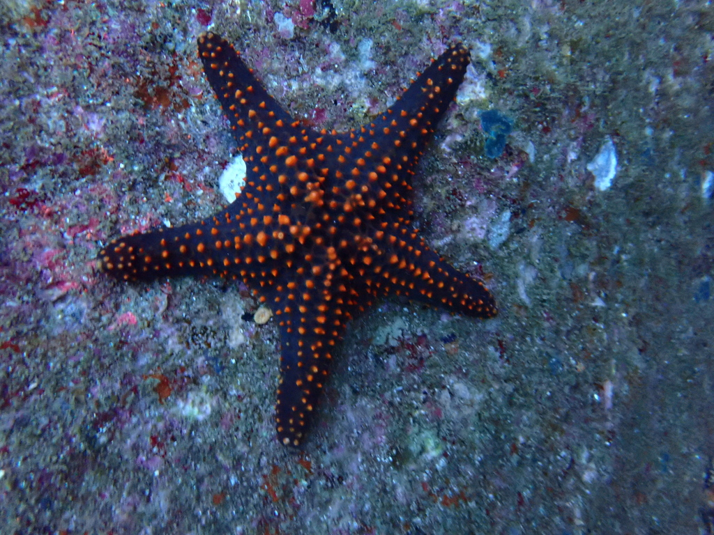 Panamic Cushion Star from Los Islotes, Mexico on February 18, 2025 at ...