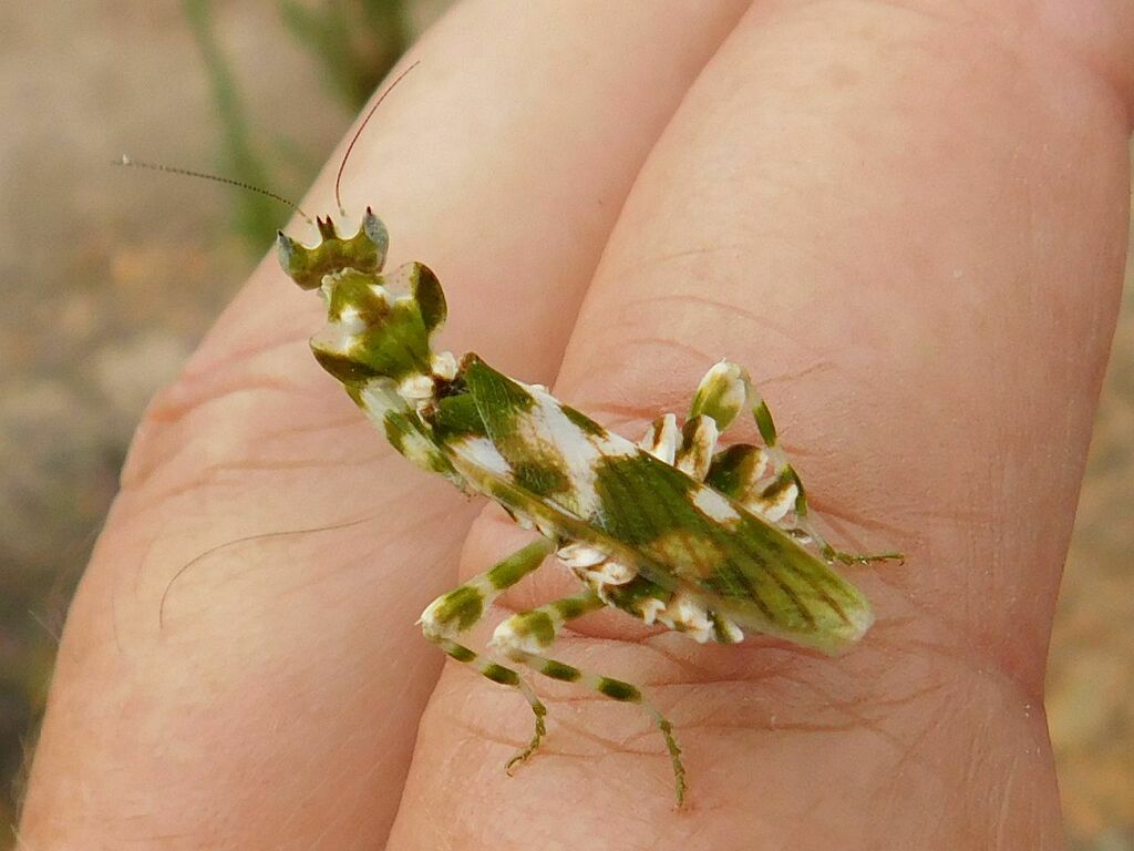 African False Flower Mantis from Knietjieshoogte Greyton, 7233, South ...