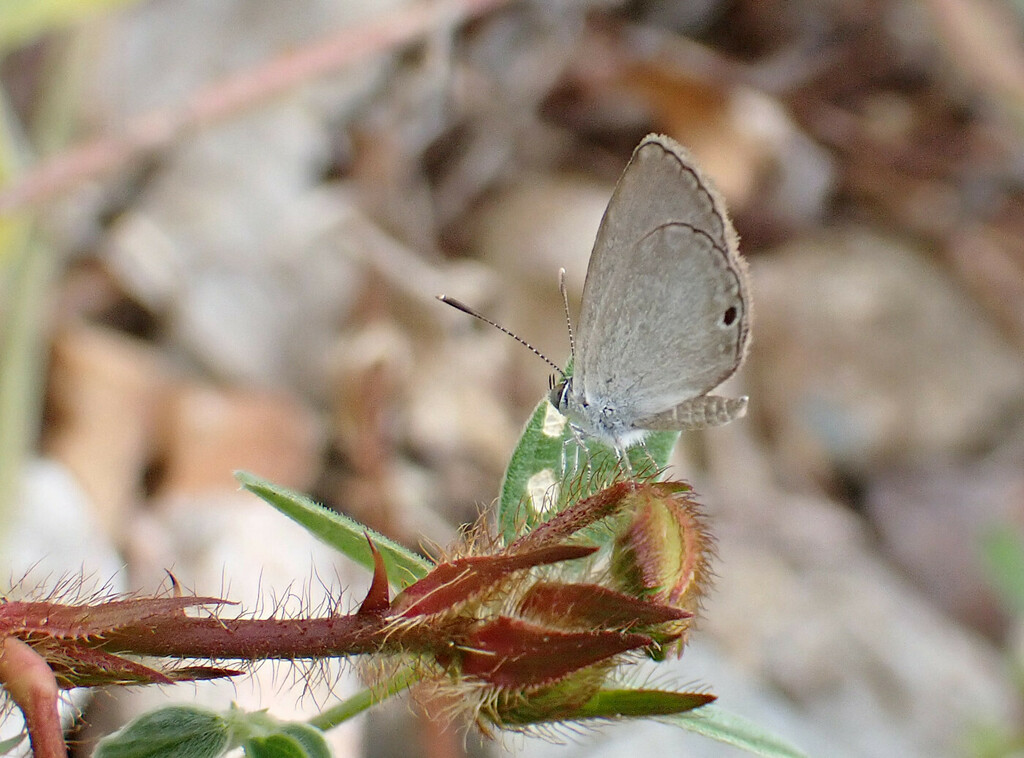Black-spotted Grass-blue from Samsonvale QLD 4520, Australia on ...