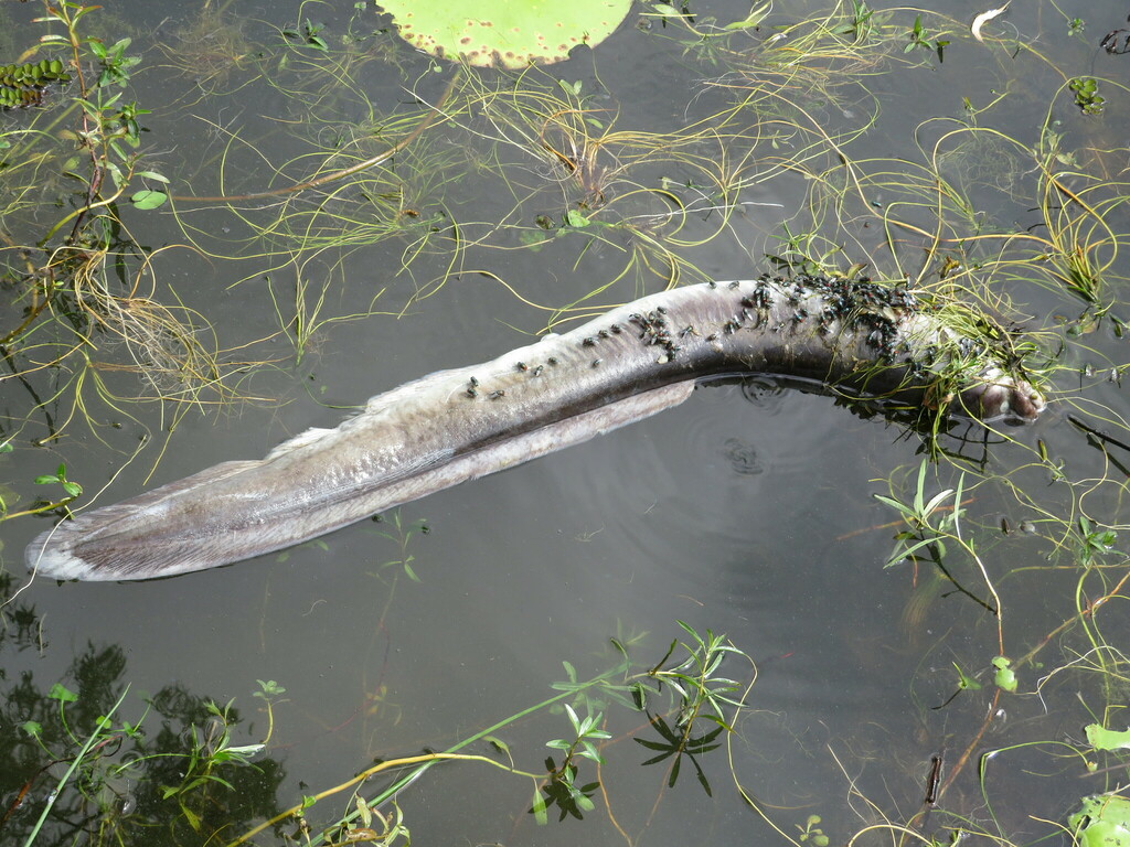 Australian Long-finned Eel from Brisbane QLD, Australia on February 25 ...