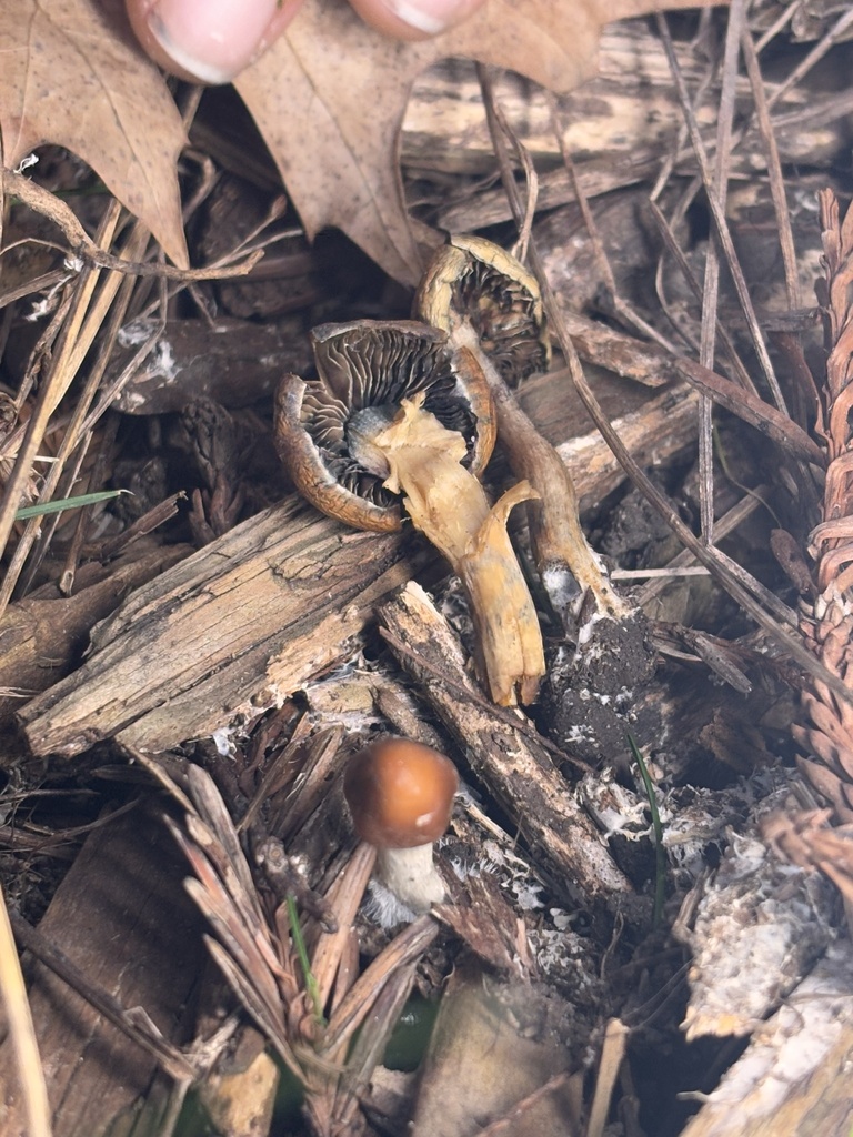 Psychedelic Ovoid Mushroom from Harrison St, Oakland, CA, US on ...