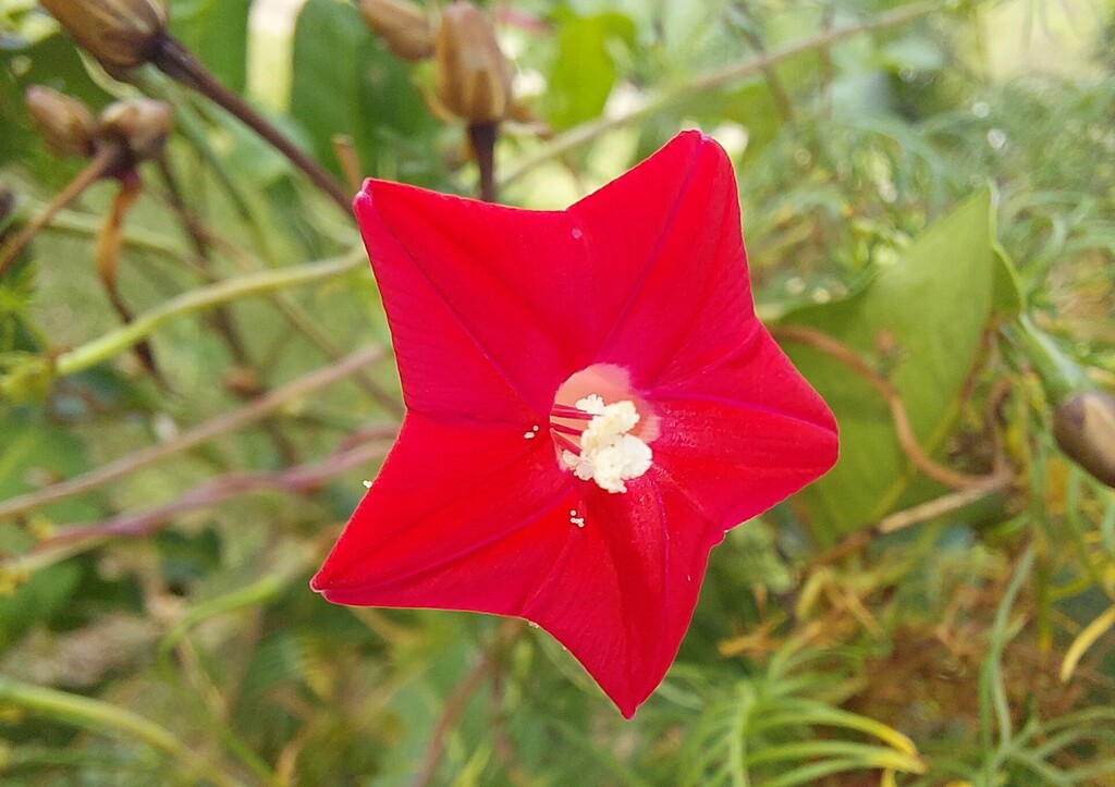 Cypress Vine from Brisbane QLD, Australia on February 25, 2025 at 09:38 ...