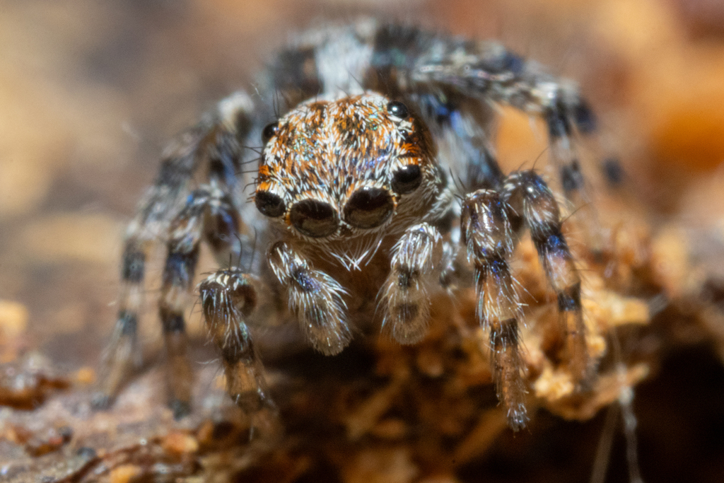 flea jumping spider from Stonecrest, GA, USA on February 23, 2025 at 02 ...