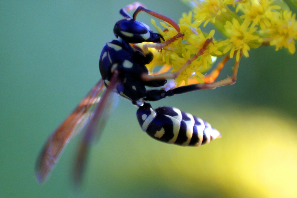 Ants, Bees, Wasps and Sawflies (Guam's Insects and Terrestrial ...