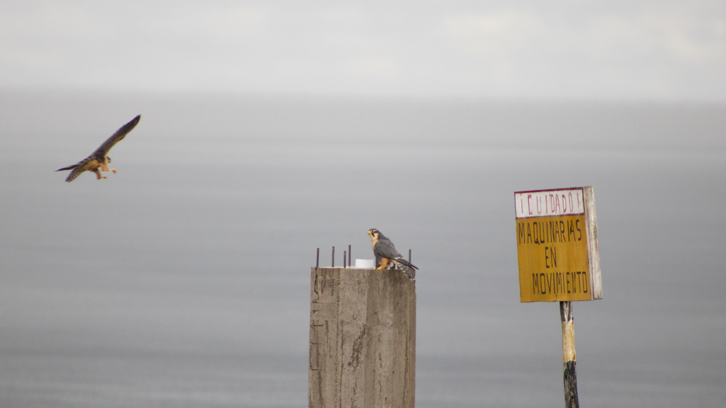 Aplomado Falcon from Chucuito, Perú on January 26, 2025 at 09:16 AM by ...