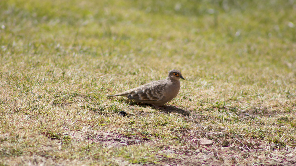 Bare-faced Ground Dove from Chucuito, Perú on May 6, 2023 at 12:48 AM ...