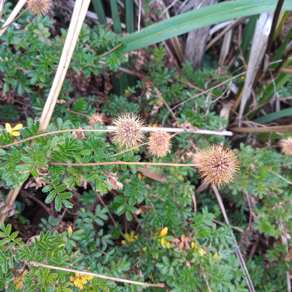 Biddy-biddy from Warburton VIC 3799, Australia on February 21, 2025 at ...