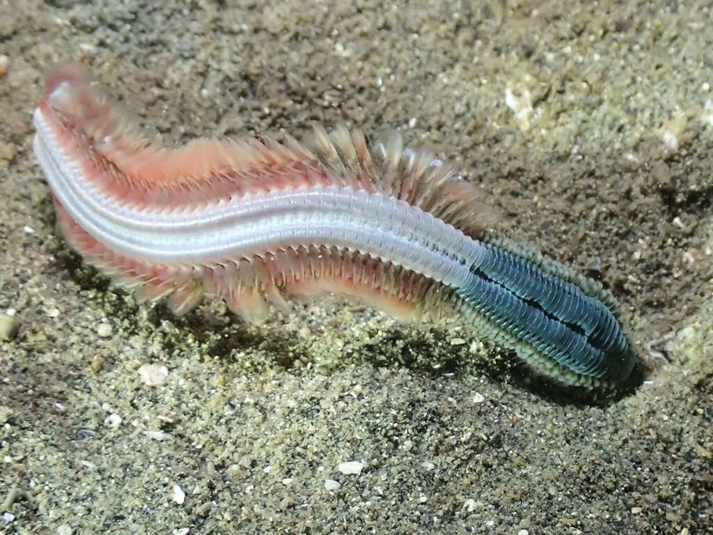 Ragworms and Allies from West Vancouver, BC, Canada on February 22 ...