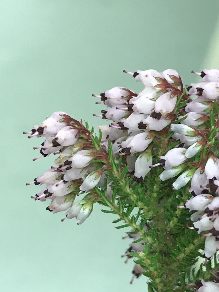 Erica umbrosa from Boland Mountain Complex Park, Stellenbosch, WC, ZA ...