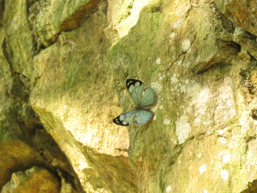 Dynamine setabis from Ocaña, Norte de Santander, Colombia on July 10 ...
