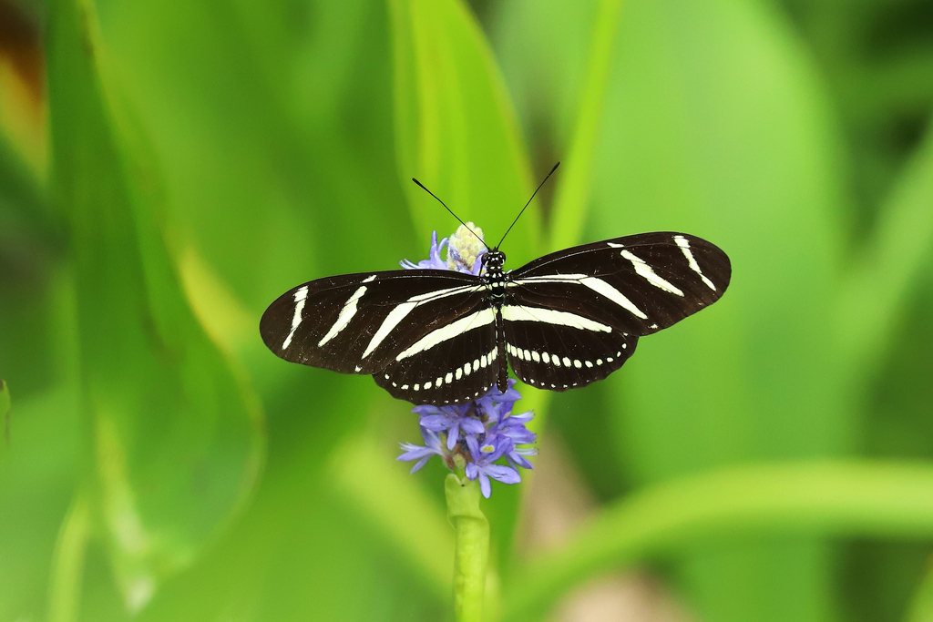 Zebra Longwing from Coconut Creek, FL, USA on May 11, 2024 at 08:24 AM ...