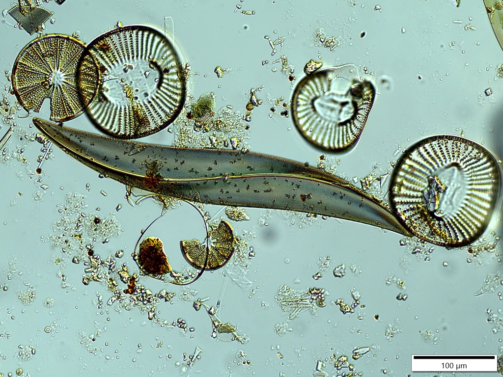 Pleurosigma formosum from Golden Beach QLD 4551, Australia on March 22 ...