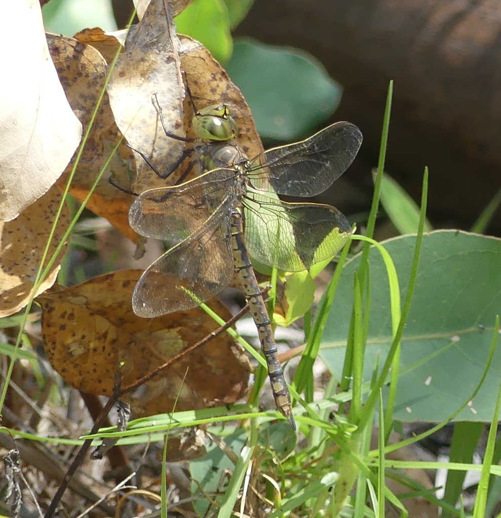 Australian Emperor in February 2025 by matthewlh · iNaturalist