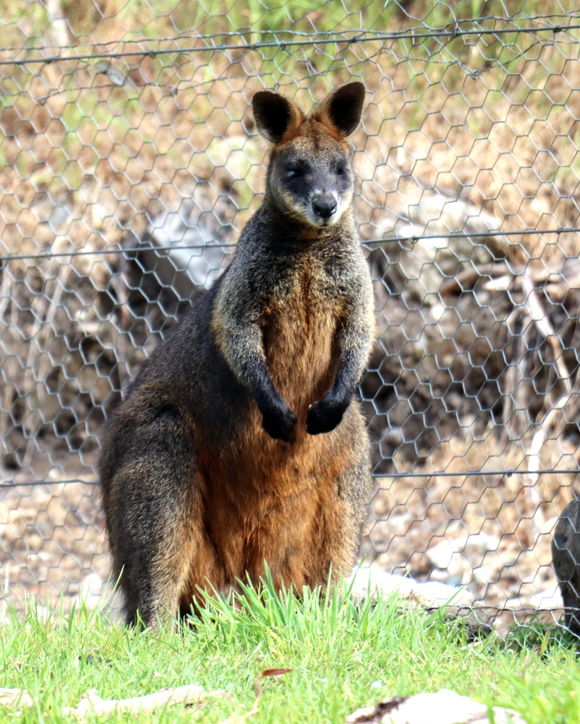 Swamp Wallaby from Mount Gambier SA 5290, Australia on October 8, 2023 ...