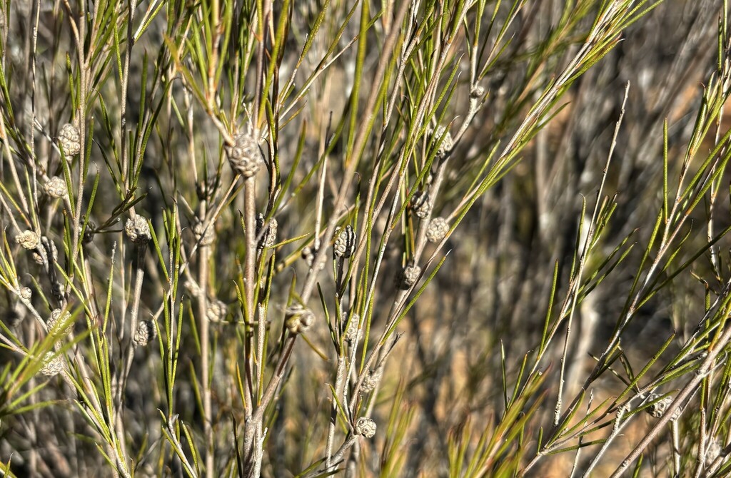 broombush from Mount Boothby SA 5265, Australia on February 25, 2025 at ...