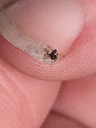 Chaquiste (Culicoides baueri)