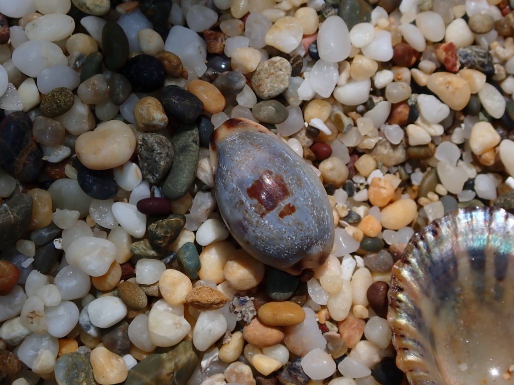 graceful cowrie from Barcoongere NSW 2460, Australia on February 25 ...