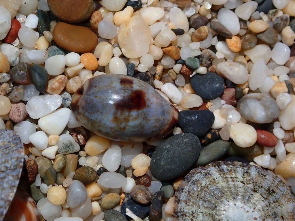 graceful cowrie from Barcoongere NSW 2460, Australia on February 25 ...