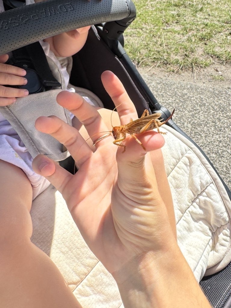 Australian raspy cricket from Pauanui Airfield Reserve, Pauanui ...