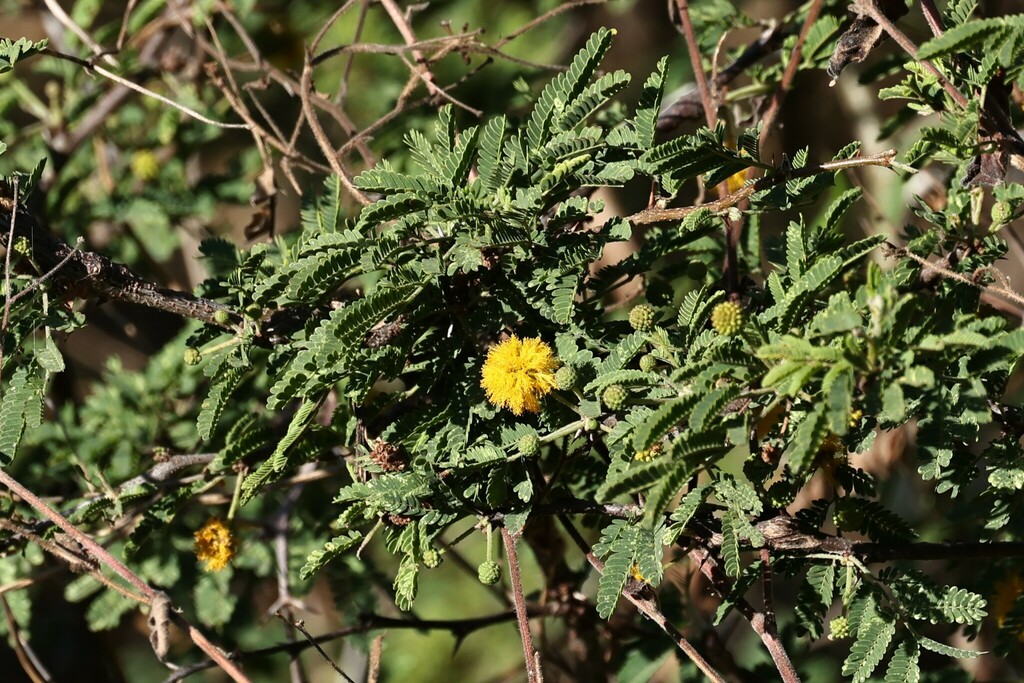 Sweet acacia from Teotitlán del Valle, Oax., Mexico on January 21, 2025 ...