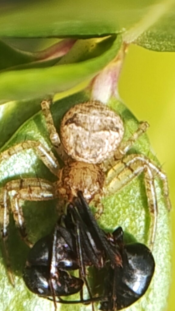 Indoxysticus minutus from Dream Park on February 25, 2025 at 09:52 AM ...