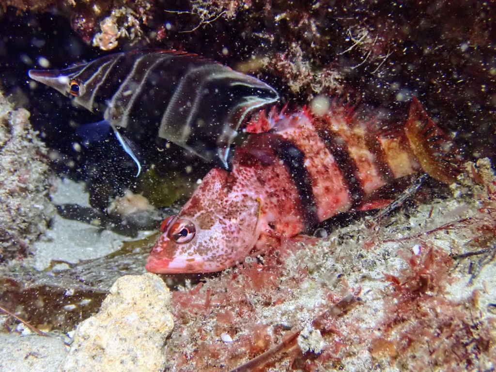 Banded Seaperch from North Mole on February 25, 2025 at 08:04 PM by ...