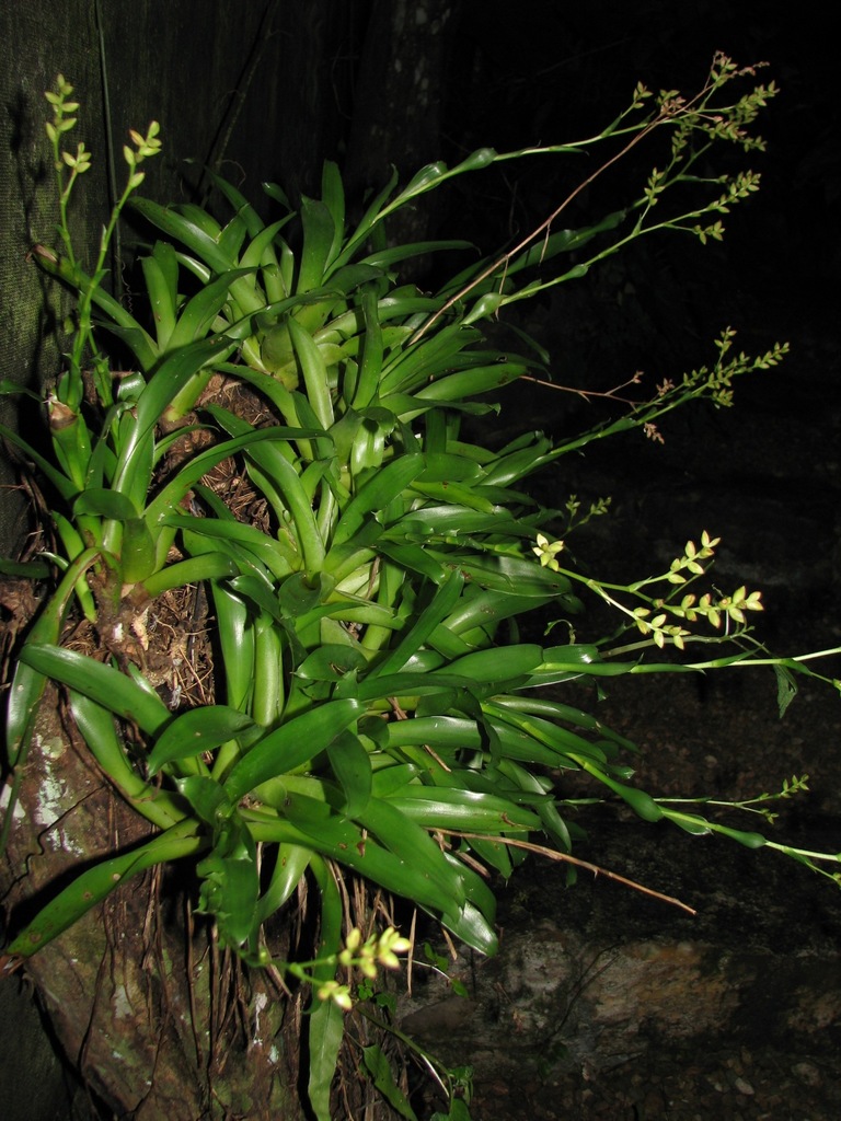 Catopsis morreniana from Rio On Cliff, Cayo District, Belize on October ...