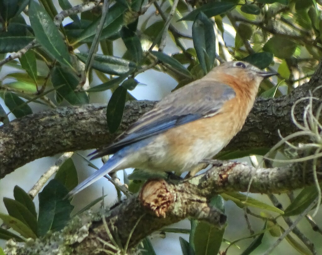 Eastern Bluebird from Black Lake Walking Path, The Villages, FL 32162 ...
