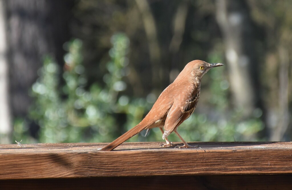 Brown Thrasher from Mountain Park, GA, USA on February 25, 2025 at 10: ...
