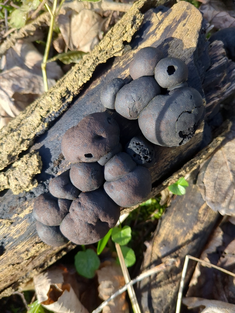 King Alfred's Cakes from Pocklington, York YO42, UK on February 25 ...