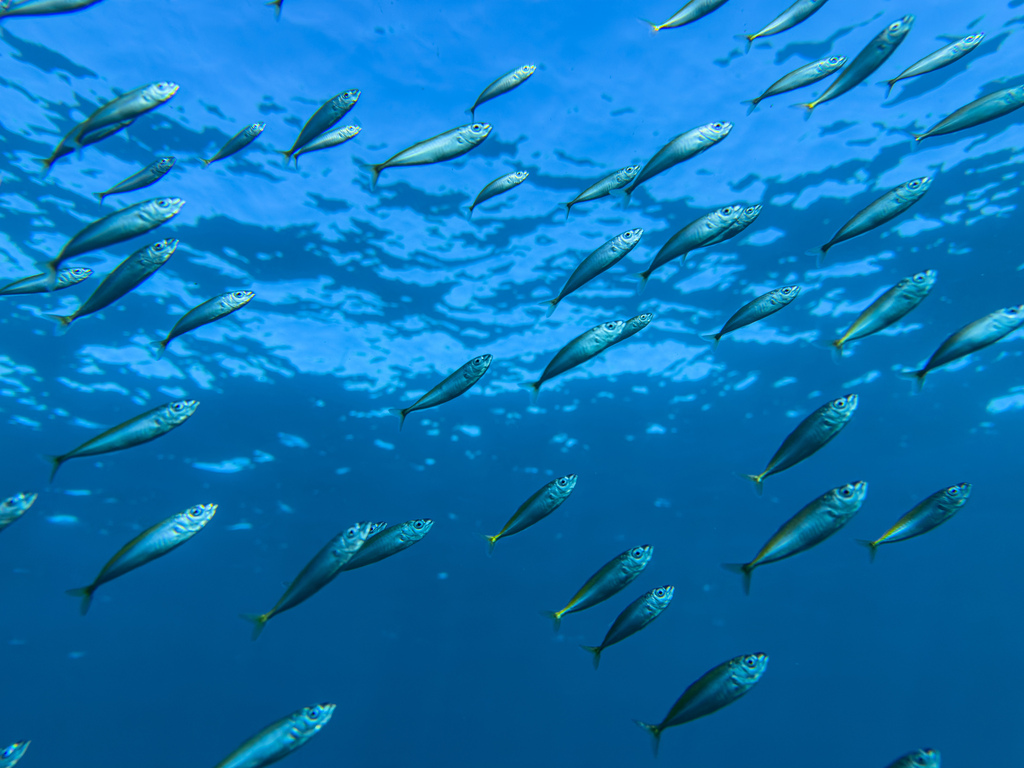 Koheru from Waikato, New Zealand on February 23, 2025 at 09:53 AM by ...