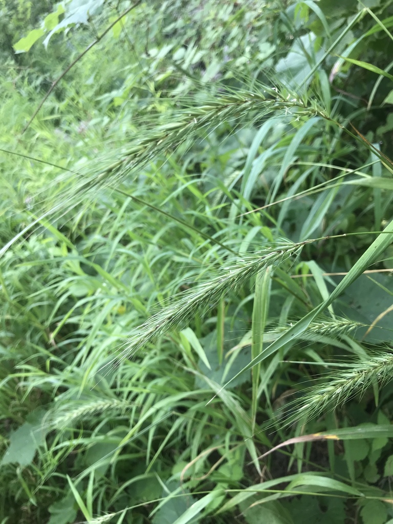 river wild rye from 234 17th St, Hanover, ON, CA on August 5, 2019 at ...