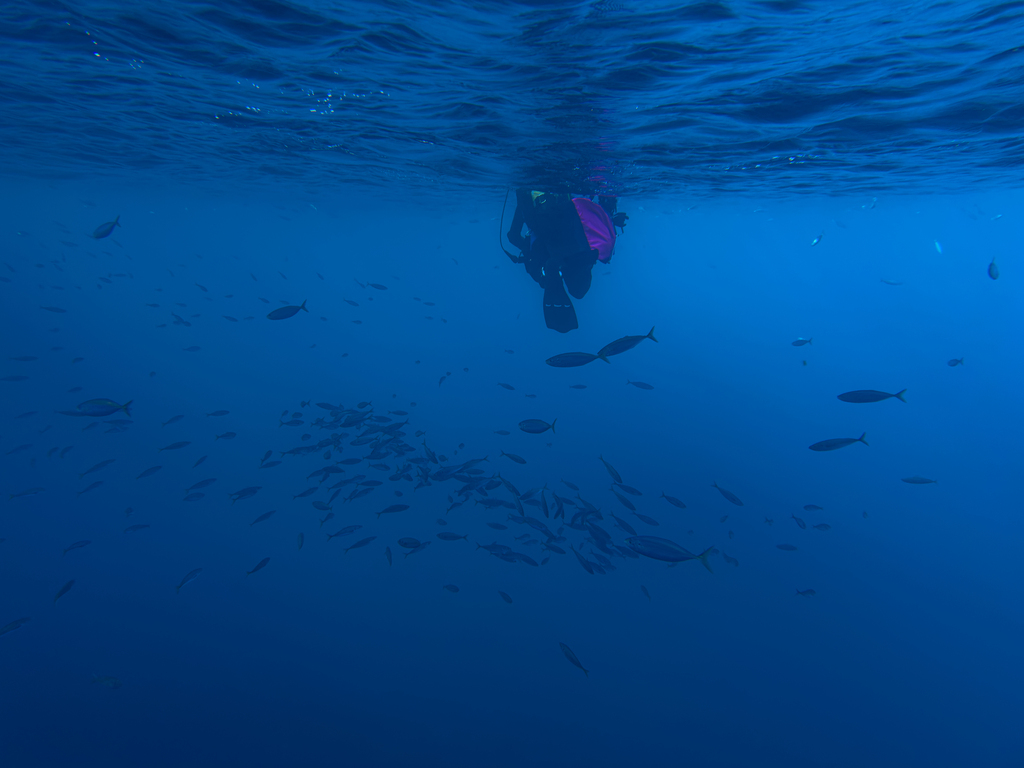 Koheru from Waikato, New Zealand on February 23, 2025 at 09:49 AM by ...