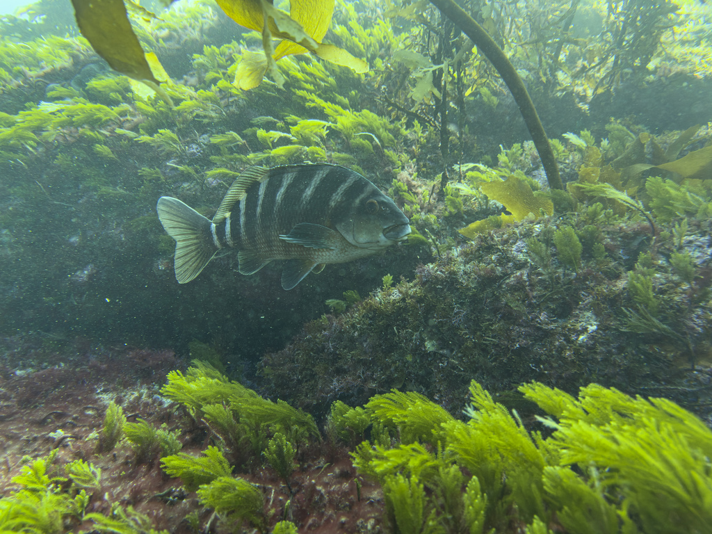 Banded Morwong from Waikato, New Zealand on February 23, 2025 at 10:03 ...