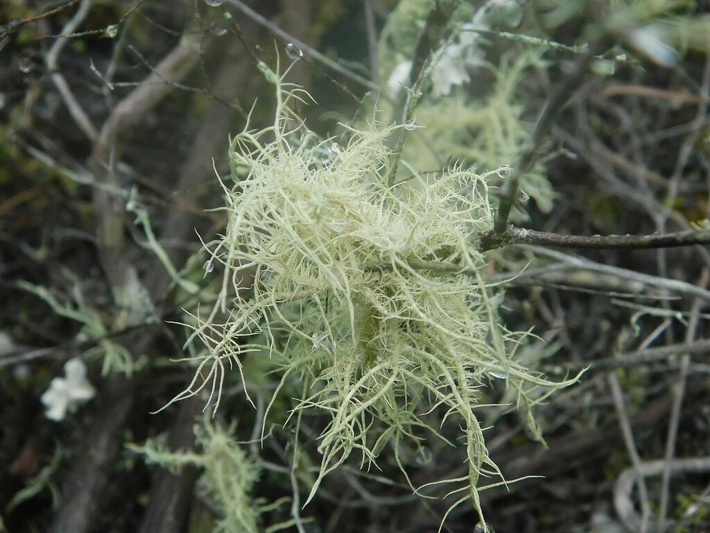 Usnea barbata from Pyramid-Committee Rock Greyton, 7233, South Africa ...